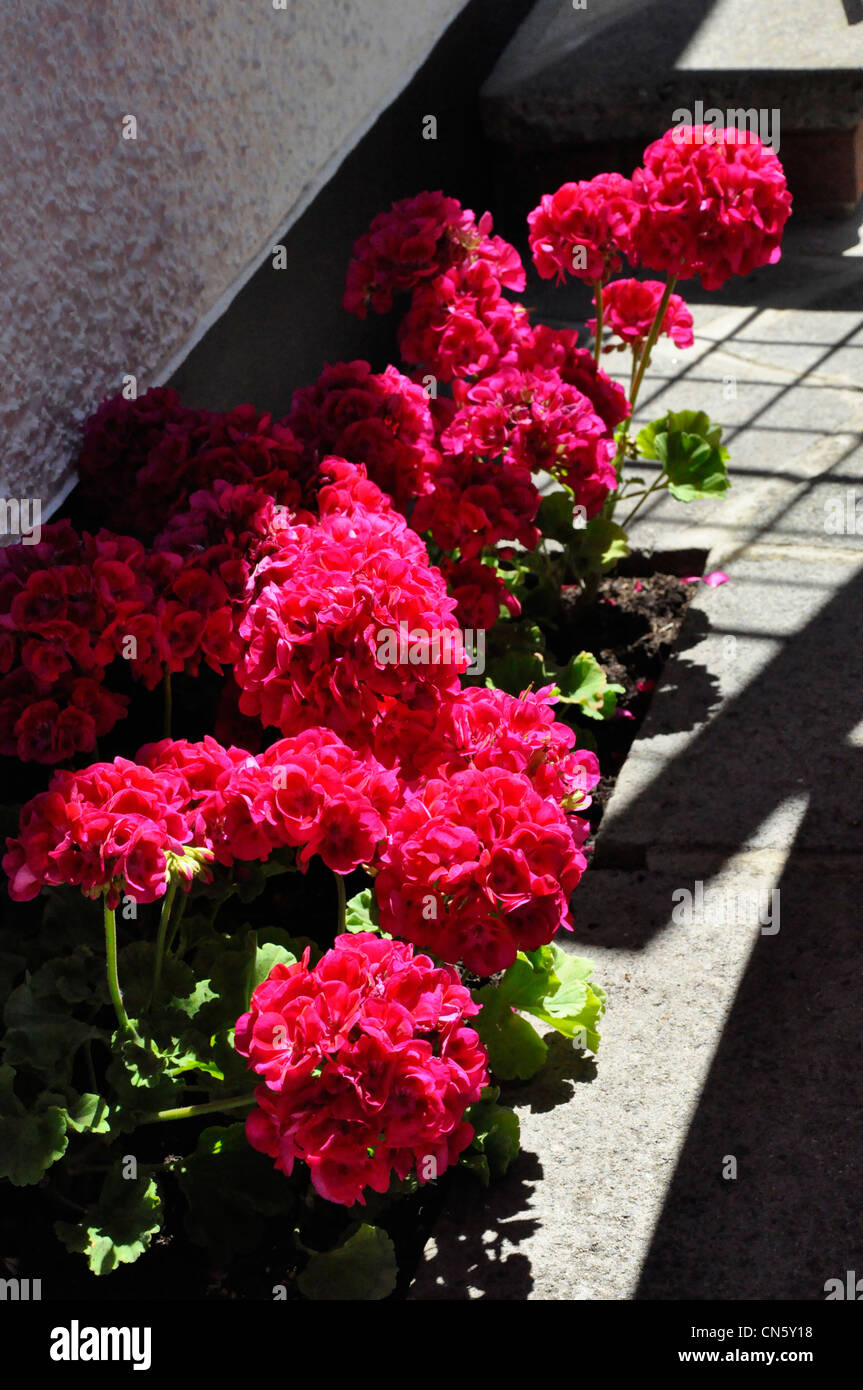 Cerise Germanium border in sunlight Stock Photo - Alamy
