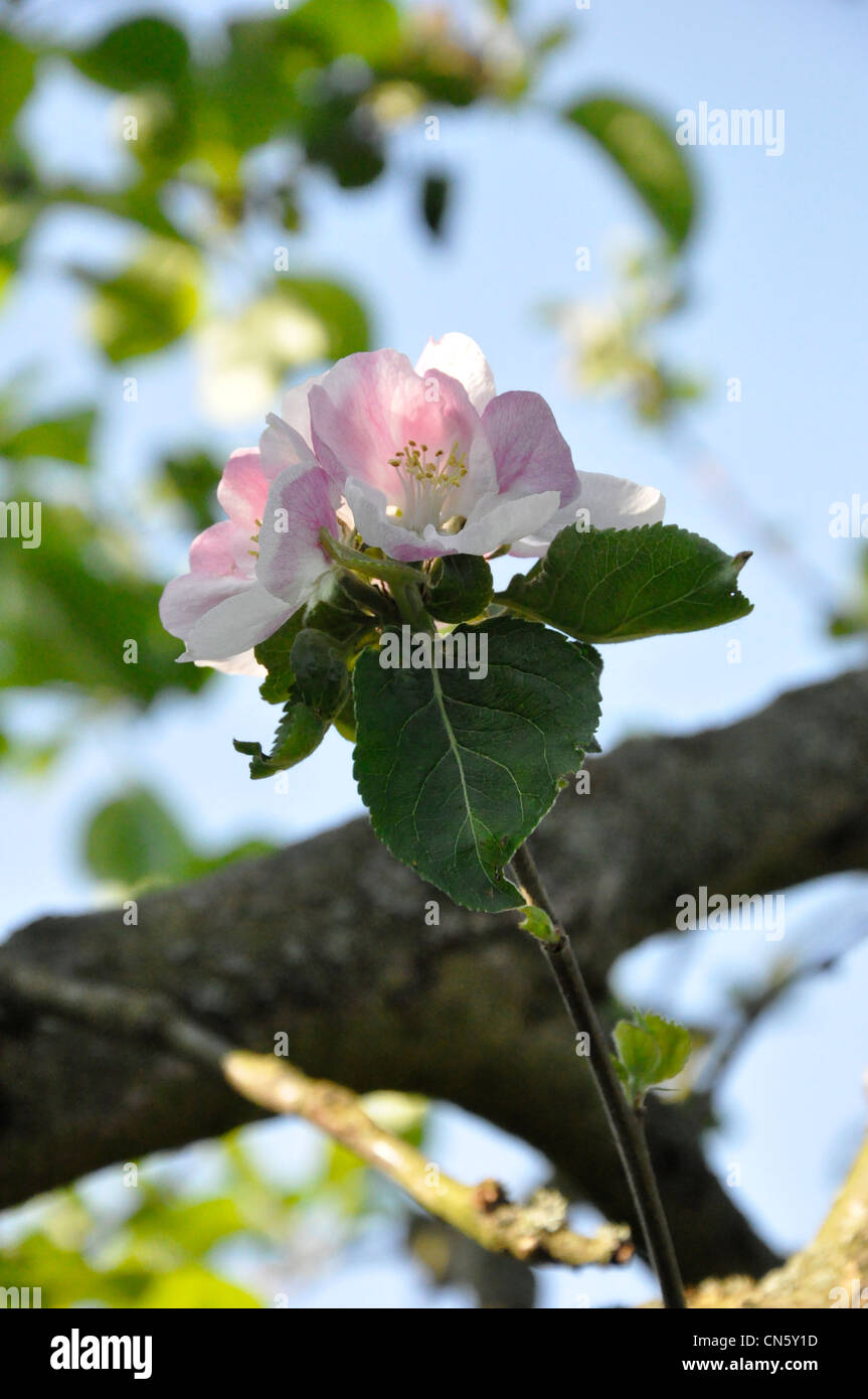 Apple blossom with blue sunny sky Stock Photo - Alamy