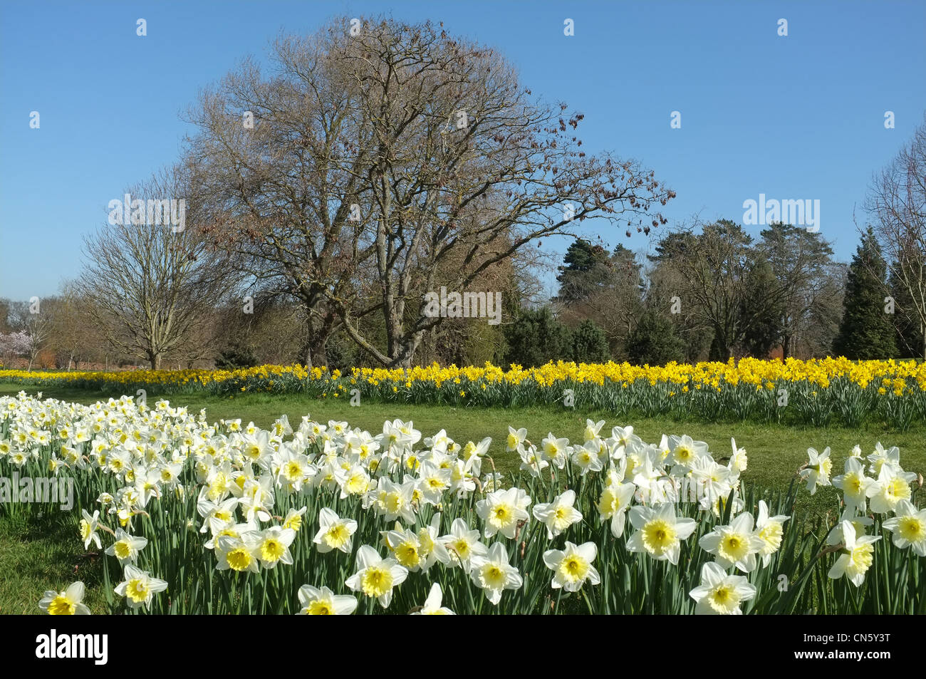 Spring Flowers at Wisley RHS Gardens -1 Stock Photo - Alamy