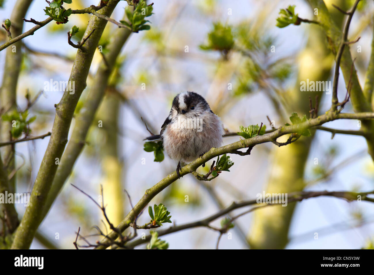 Long-tailed Tit. Aegithalos caudatus (Aegithalidae Stock Photo - Alamy