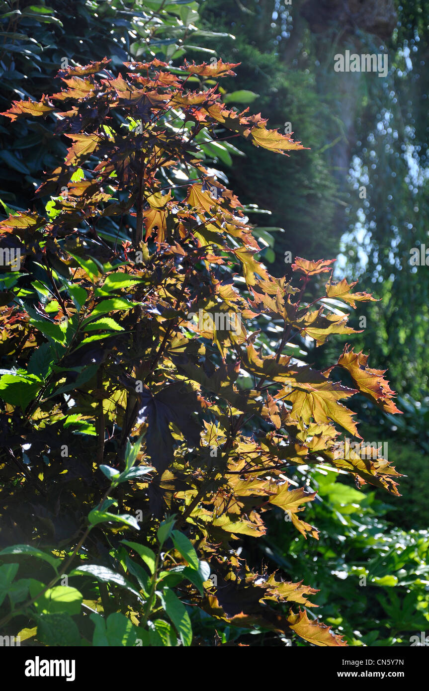 Golden leaves back lit with sun Stock Photo - Alamy