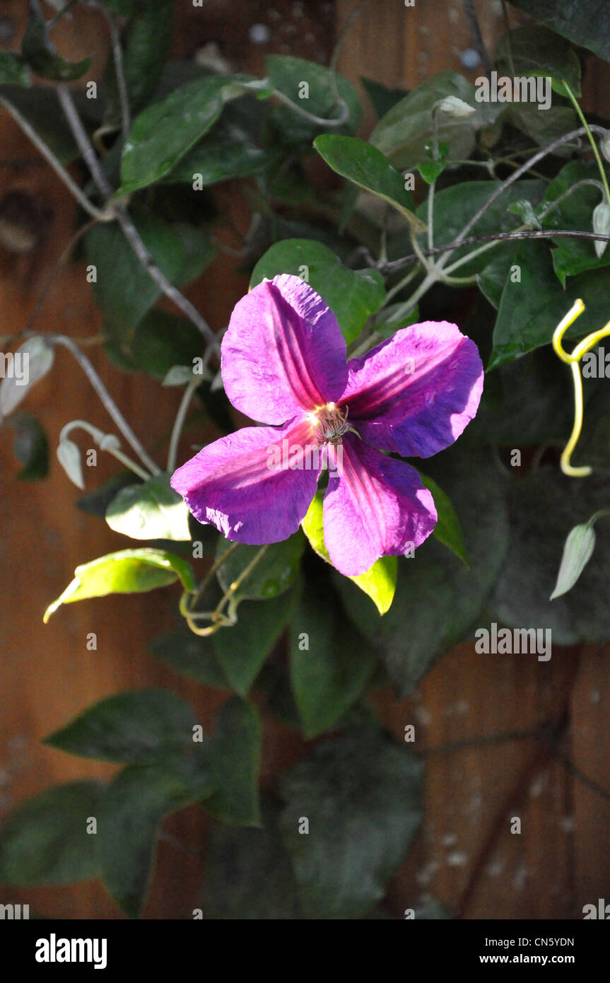 Clematis flower hi-res stock photography and images - Alamy