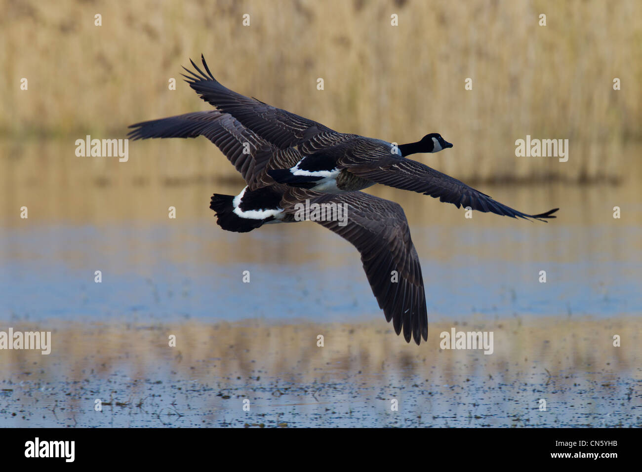 Canada Goose. Branta canadensis (Anatidae Stock Photo - Alamy