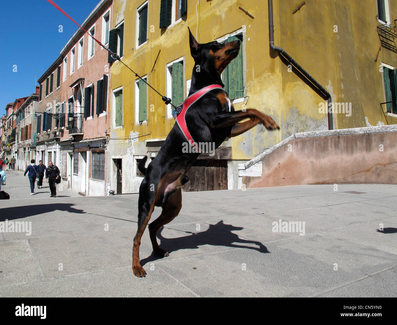 Europe Italy Veneto Venice Venezia dog Stock Photo - Alamy