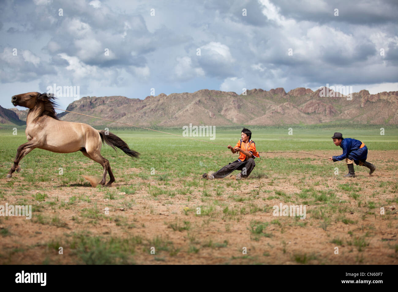 Mongolia steppe pony hi-res stock photography and images - Alamy