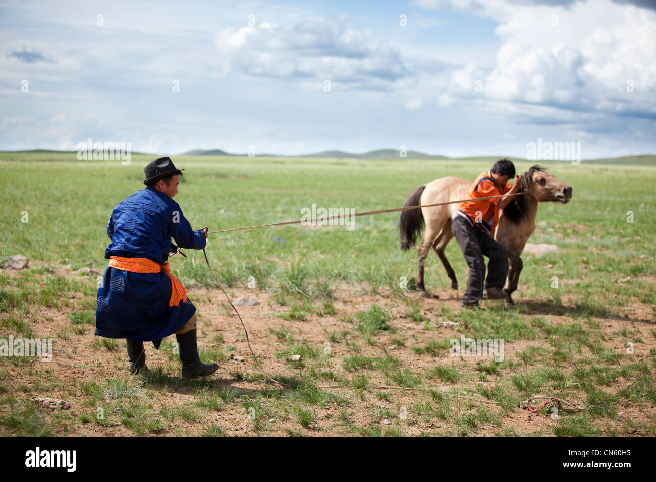 Mongolia steppe pony hi-res stock photography and images - Alamy