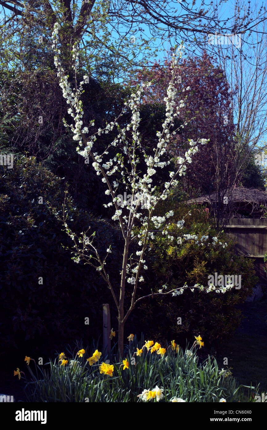Victoria plum tree hi-res stock photography and images - Alamy