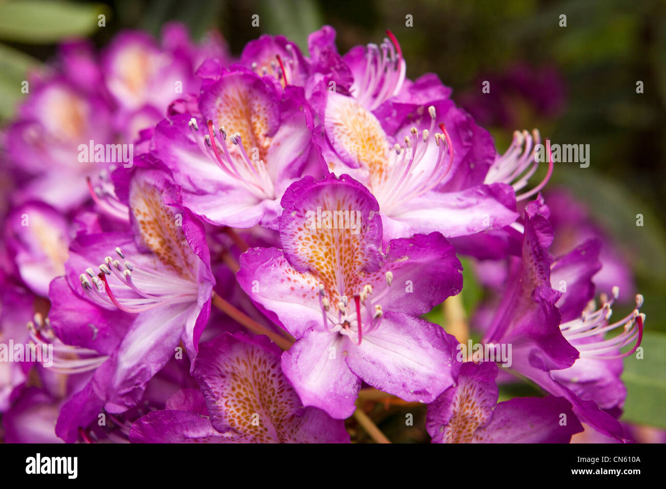 Rhododendron flower hi-res stock photography and images - Alamy