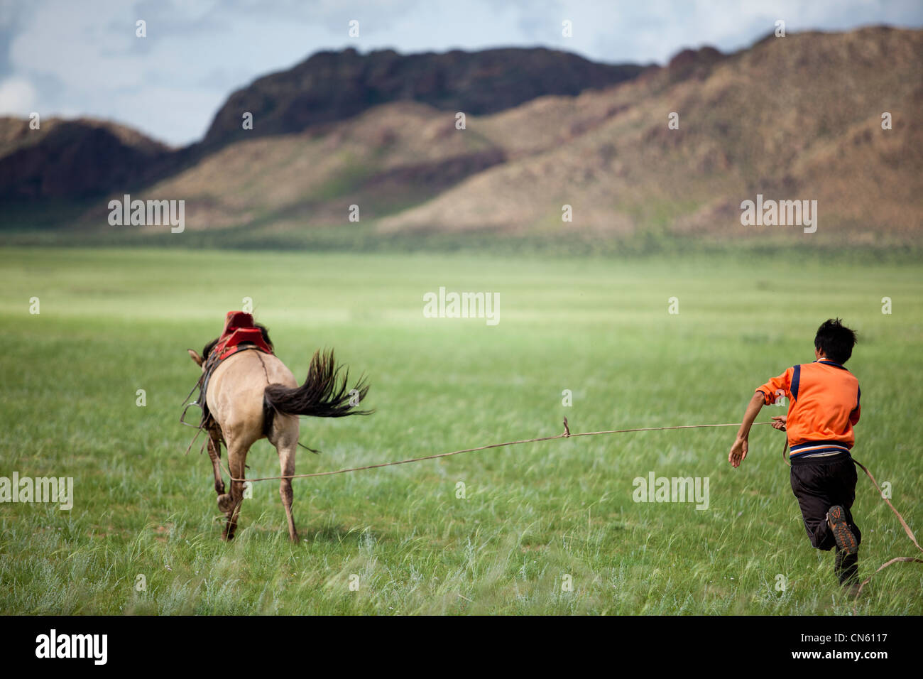 Mongolia steppe pony hi-res stock photography and images - Alamy