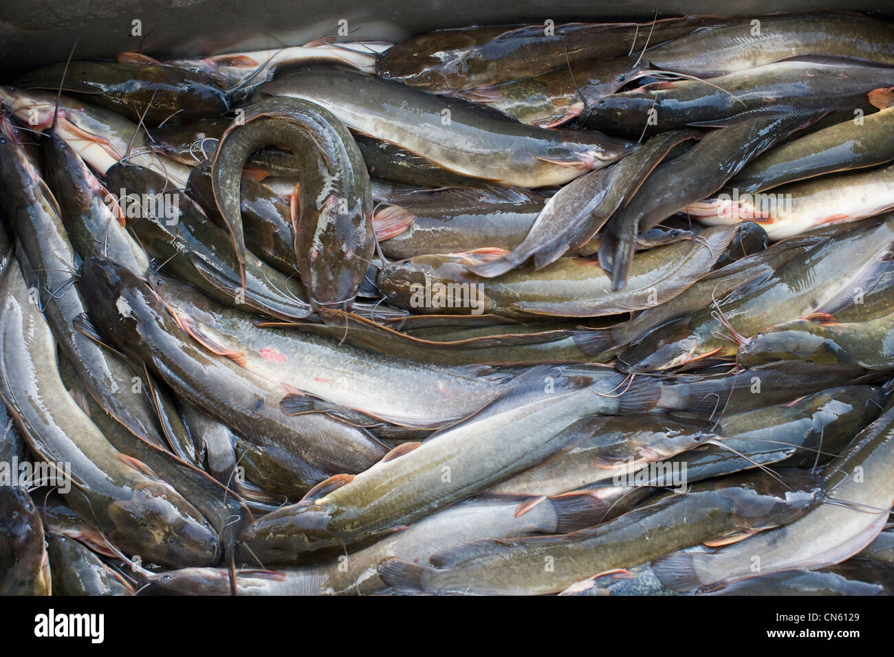 Fish of asia hi-res stock photography and images - Alamy