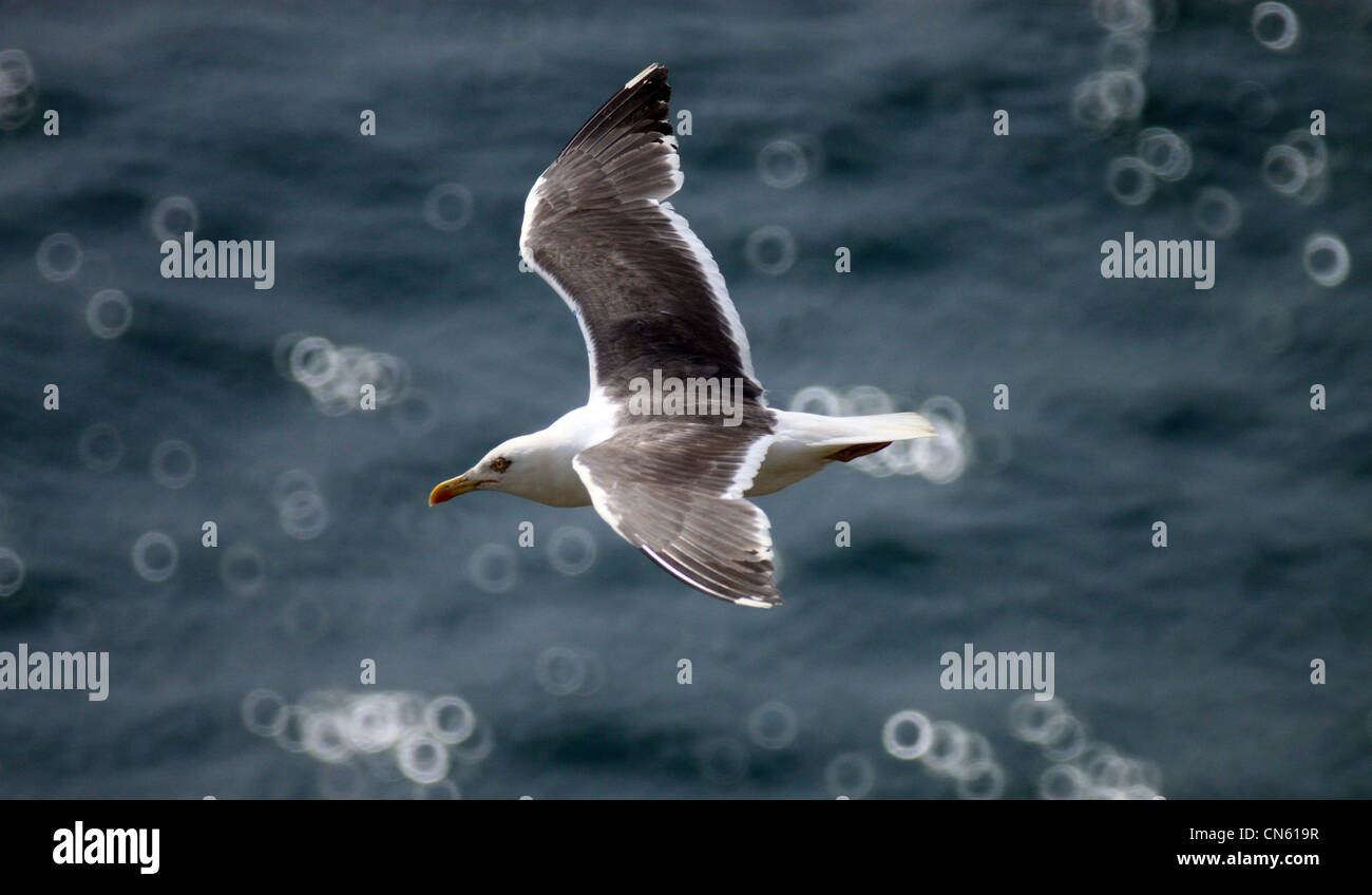 Flying lesser black backed gull hi-res stock photography and images - Alamy