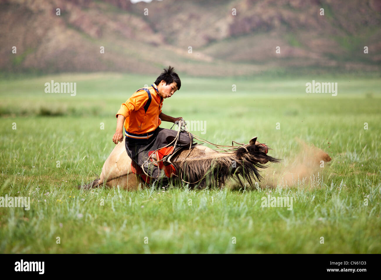 Mongolia steppe pony hi-res stock photography and images - Alamy