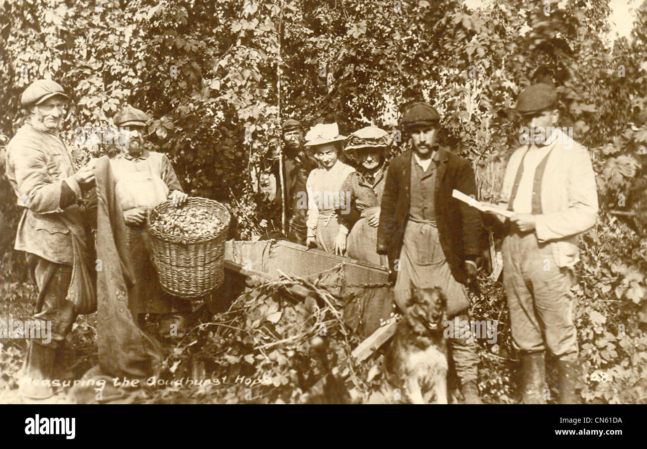 Postcard of pickers measuring the hops into bins Stock Photo - Alamy