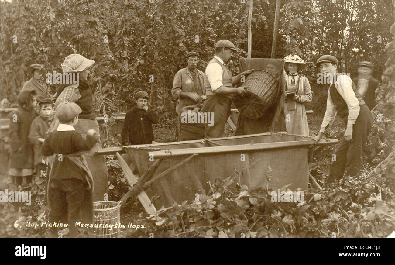 Postcard of pickers measuring the hops into bins Stock Photo - Alamy