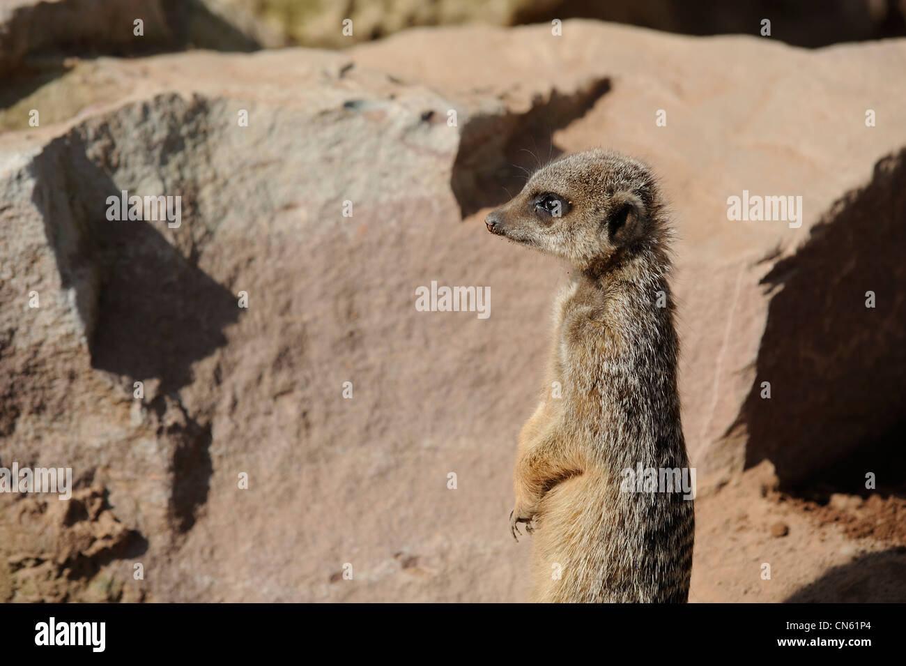 meerkat standing upright surveying left of shot white post farm ...
