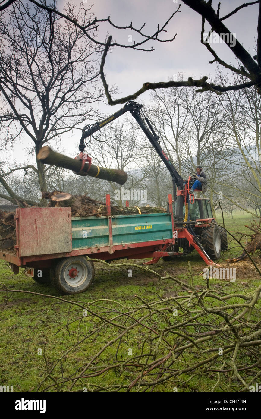 Uprooting of tree hi-res stock photography and images - Alamy