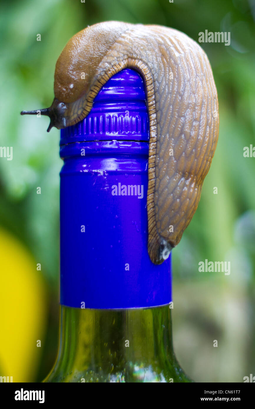 A common garden slug on a wine bottle Stock Photo - Alamy