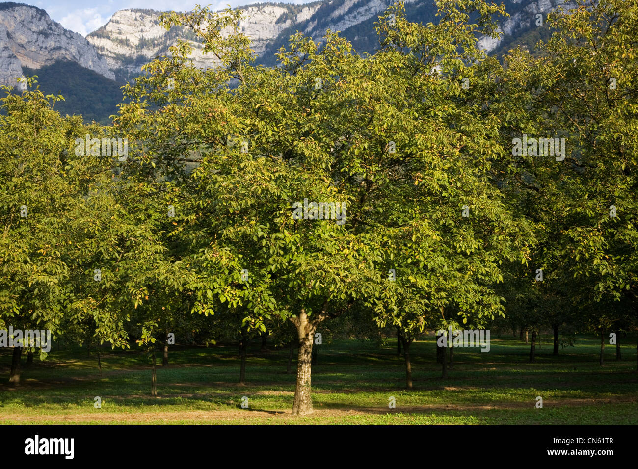 Walnut grenoble hi-res stock photography and images - Alamy