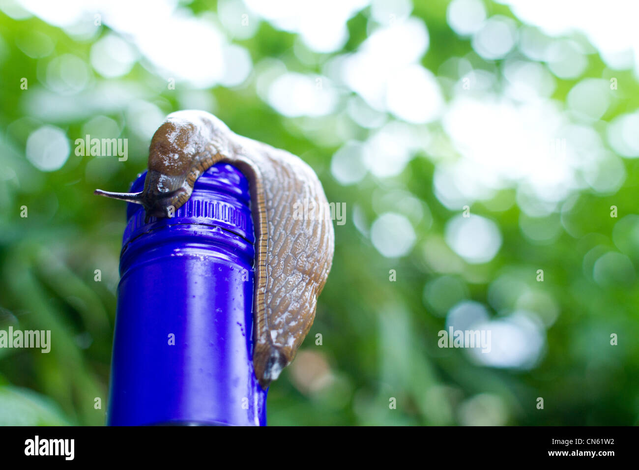 A common garden slug on a wine bottle Stock Photo - Alamy