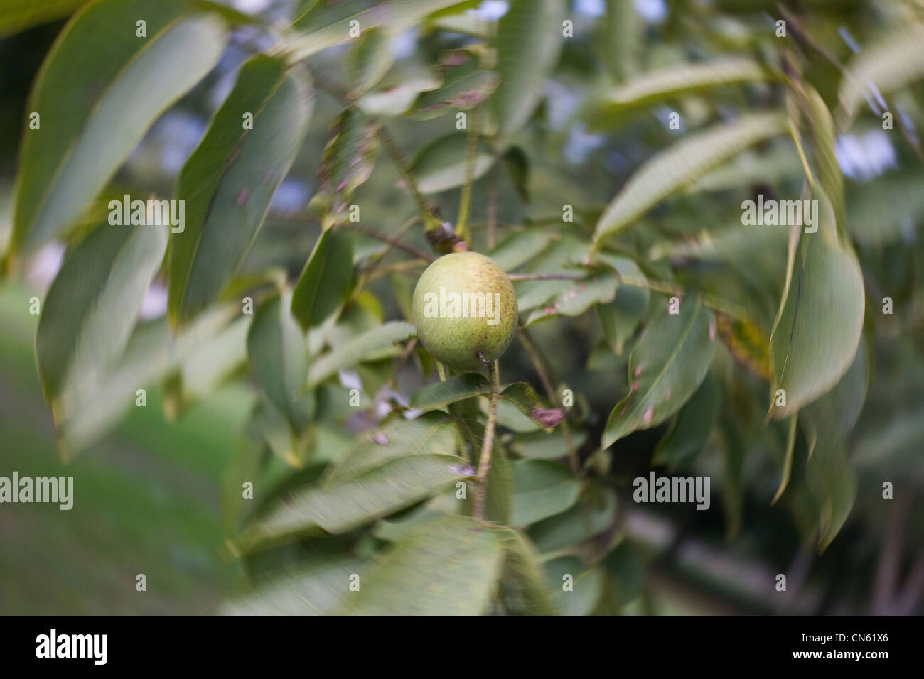 France, Isere, South Gresivaudan, bug nuts on a drowning in the ...