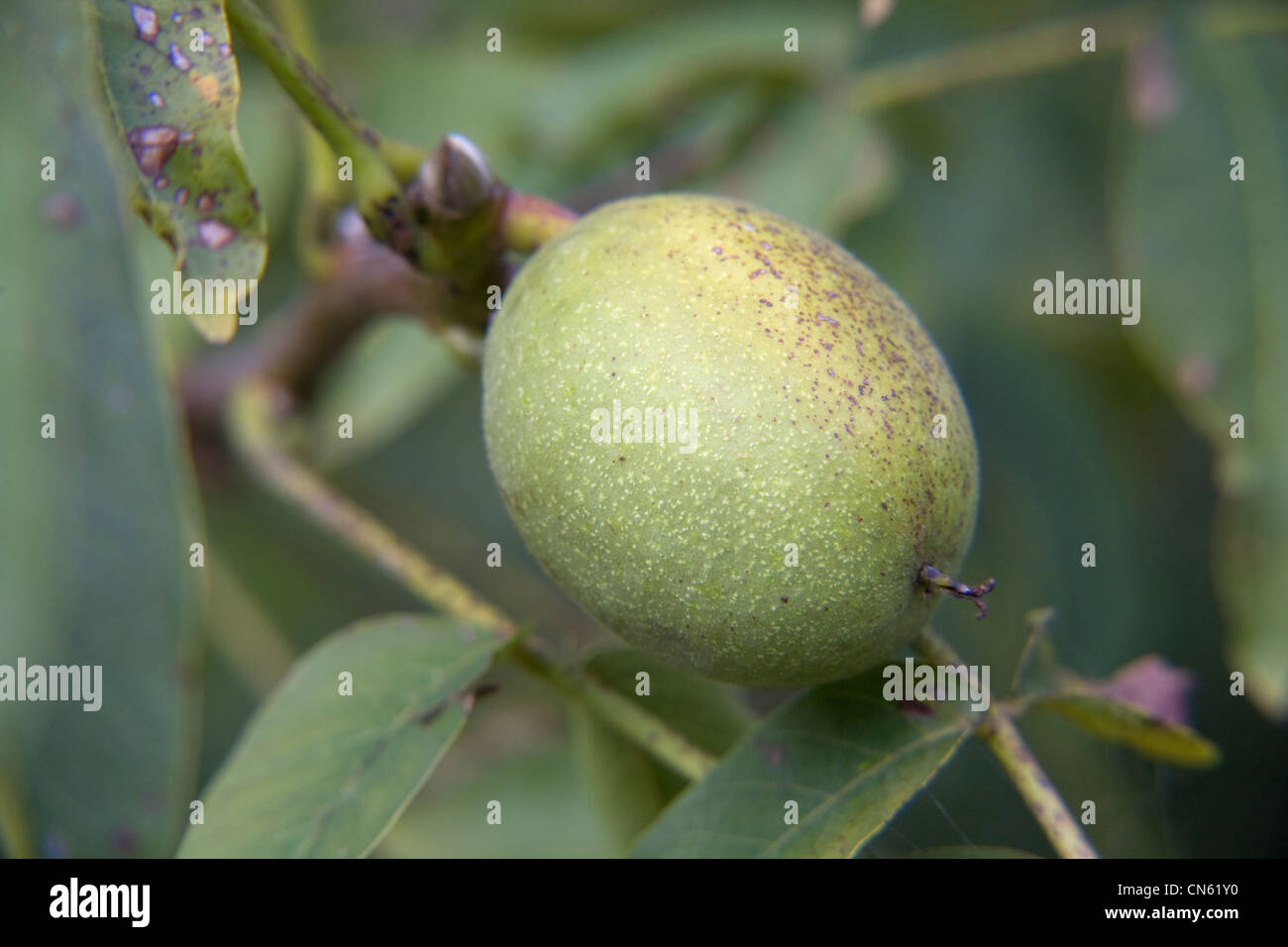 France, Isere, South Gresivaudan, bug nuts on a drowning in the ...