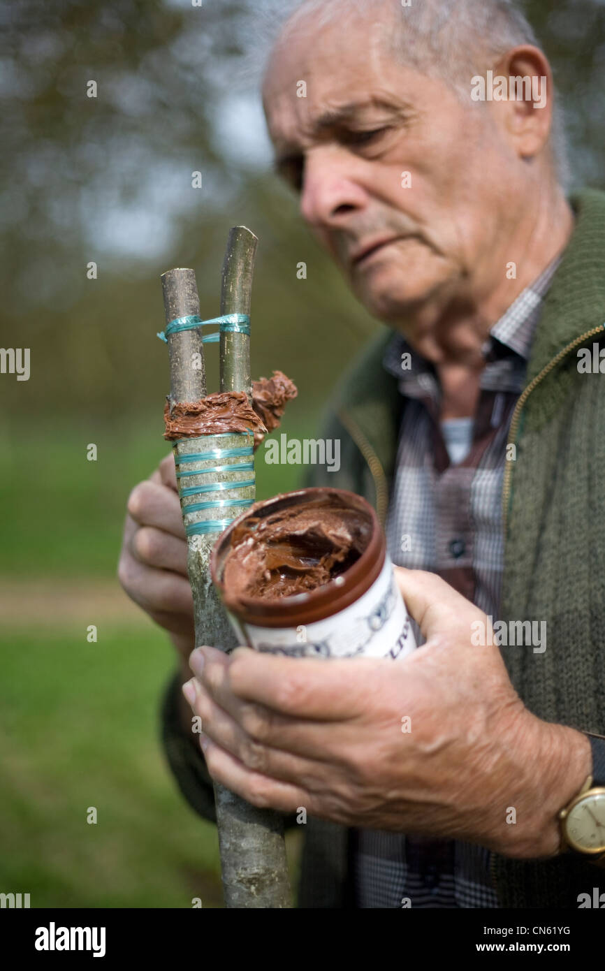 France, Isere, South Gresivaudan, grafting of walnut trees in a farm ...
