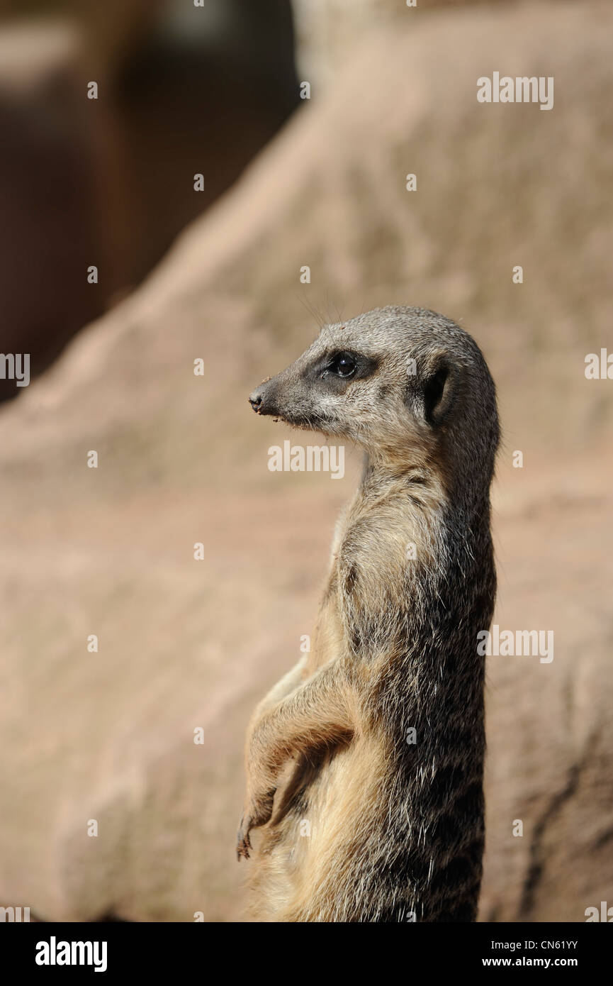 meerkat standing upright surveying left of shot white post farm ...