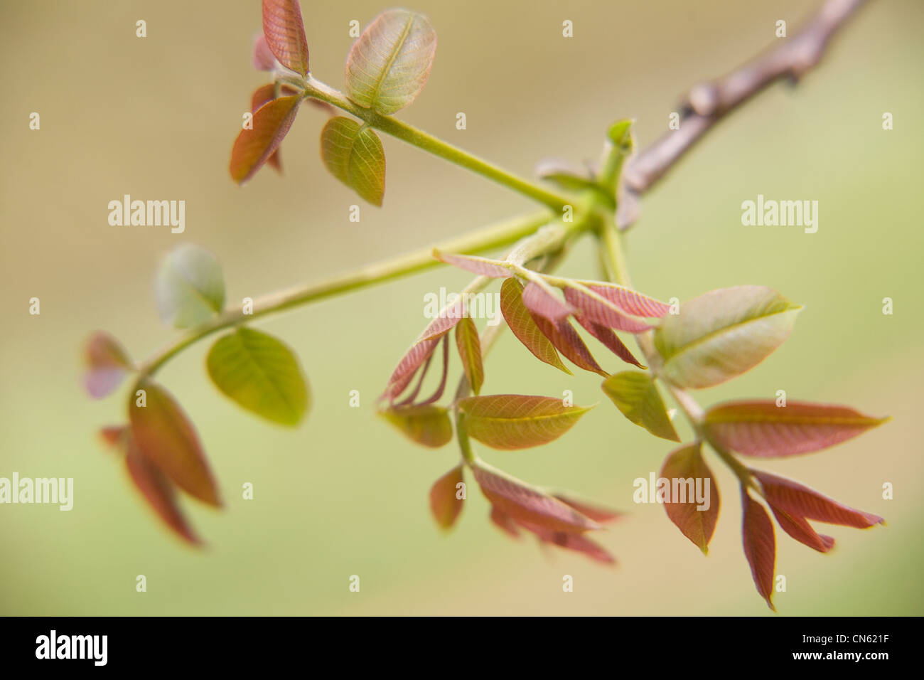 France, Isere, South Gresivaudan, walnut seedlings in the spring in a ...