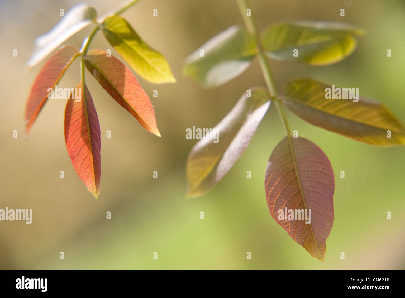France, Isere, South Gresivaudan, walnut seedlings in the spring in a ...
