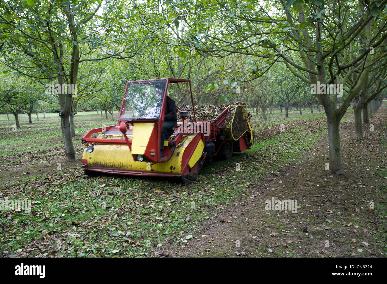 France, Isere, South Gresivaudan, mechanical pickers during harvest of ...