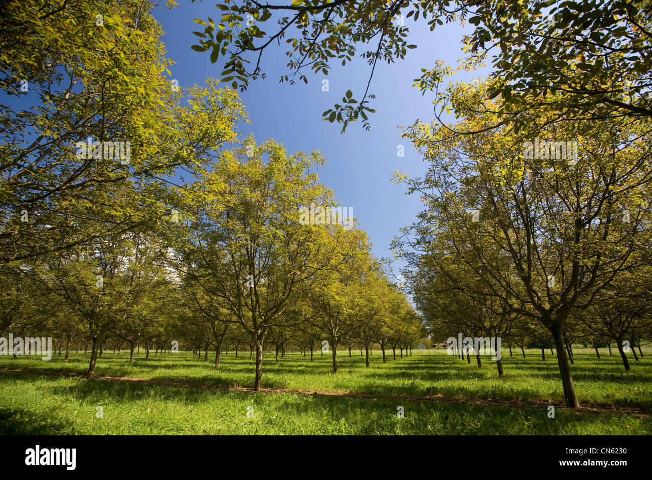 Grenoble walnut hi-res stock photography and images - Alamy