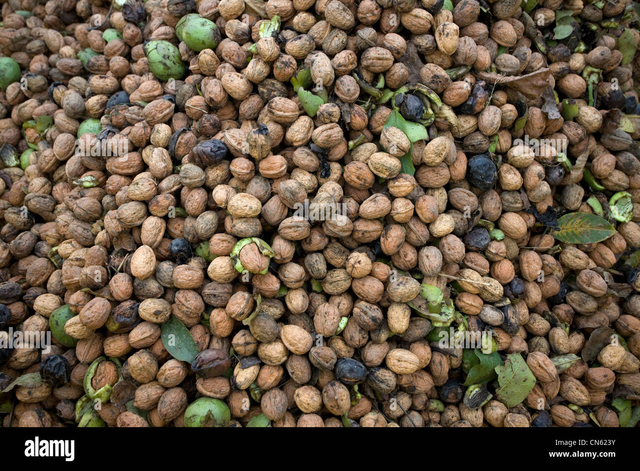 Aoc hi-res stock photography and images - Alamy