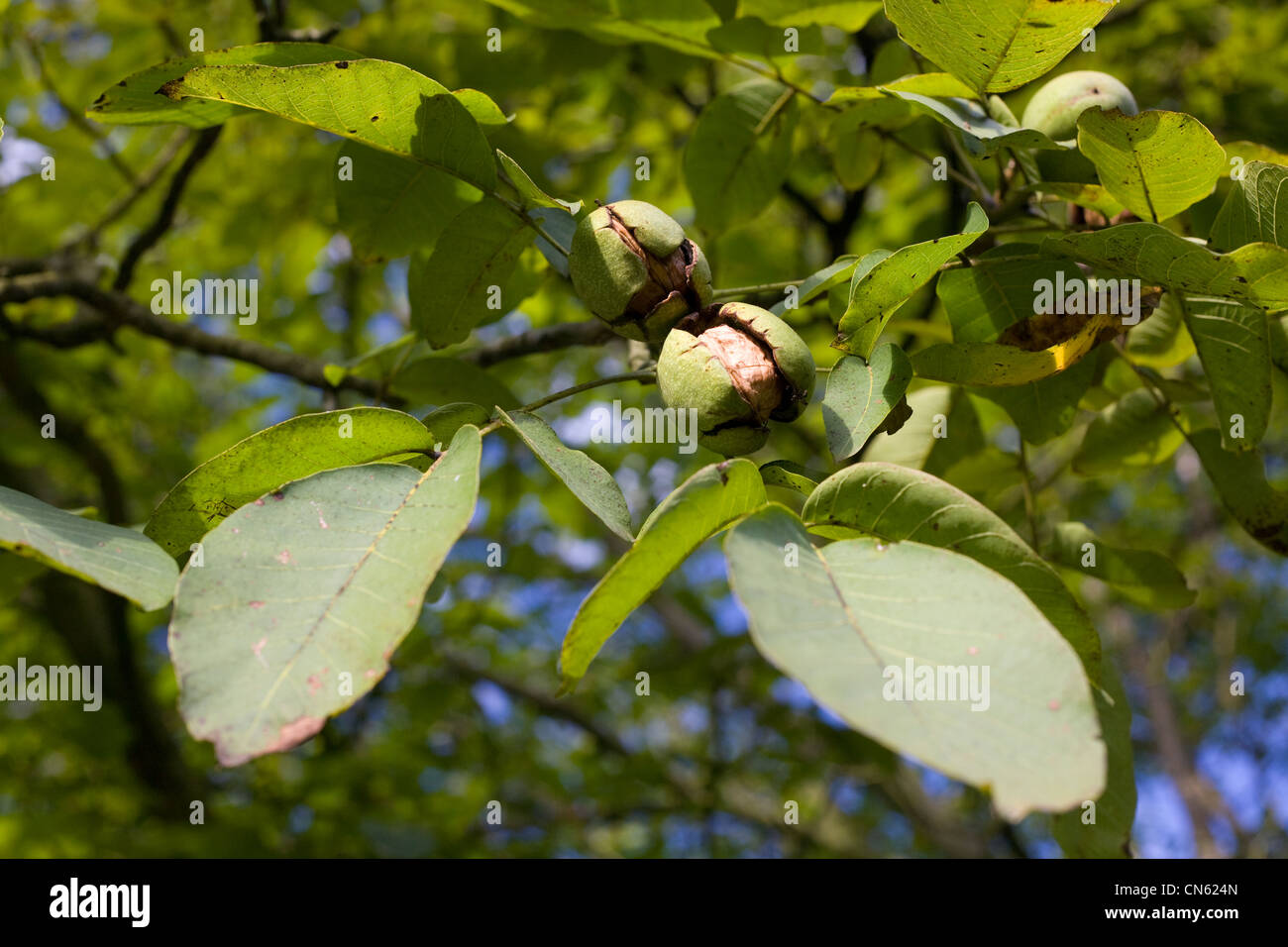 Grenoble walnut hi-res stock photography and images - Alamy