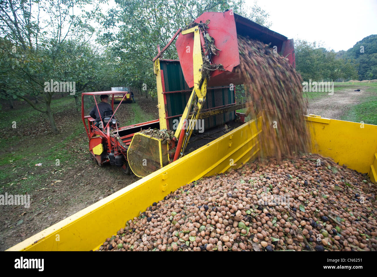 France, Isere, South Gresivaudan, mechanical harvester emptying his ...