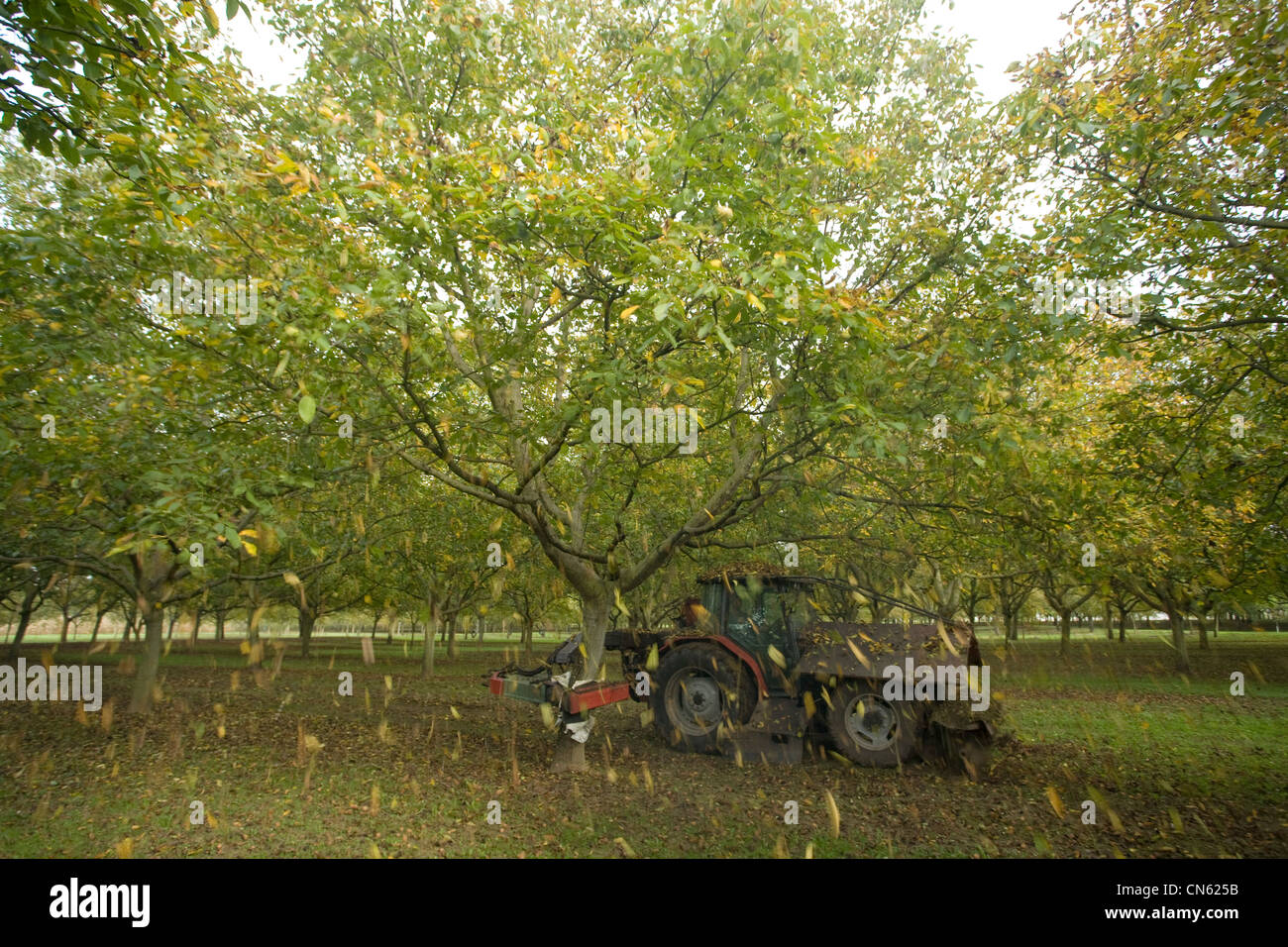 Walnut grenoble hi-res stock photography and images - Alamy