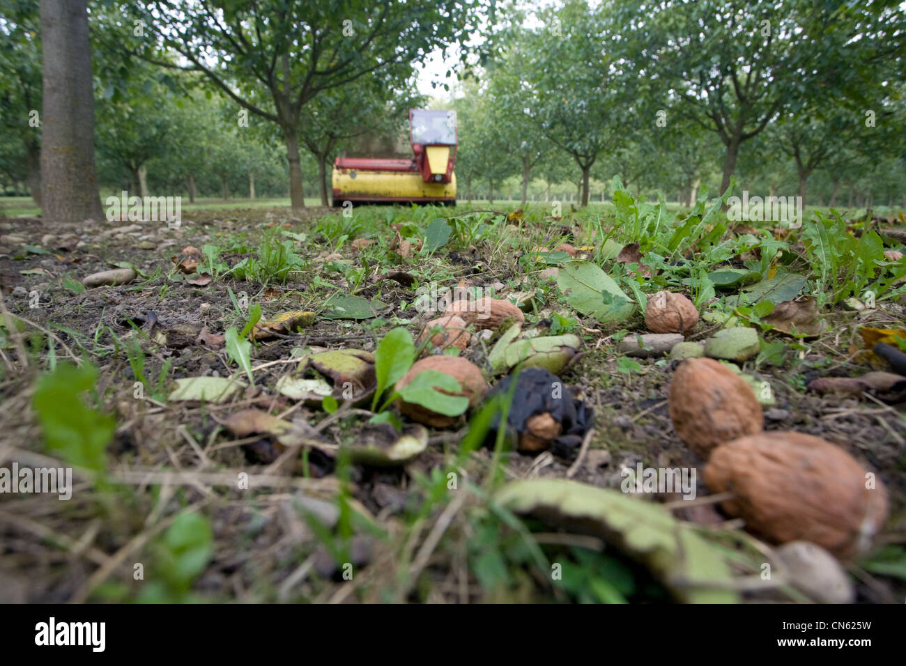 France, Isere, South Gresivaudan, mechanical pickers during harvest of ...