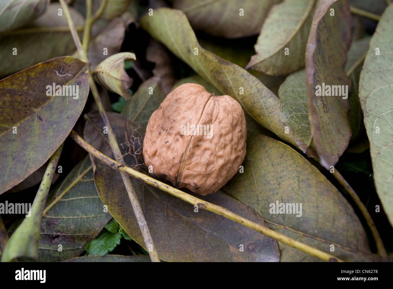 Ground nuts hi-res stock photography and images - Alamy