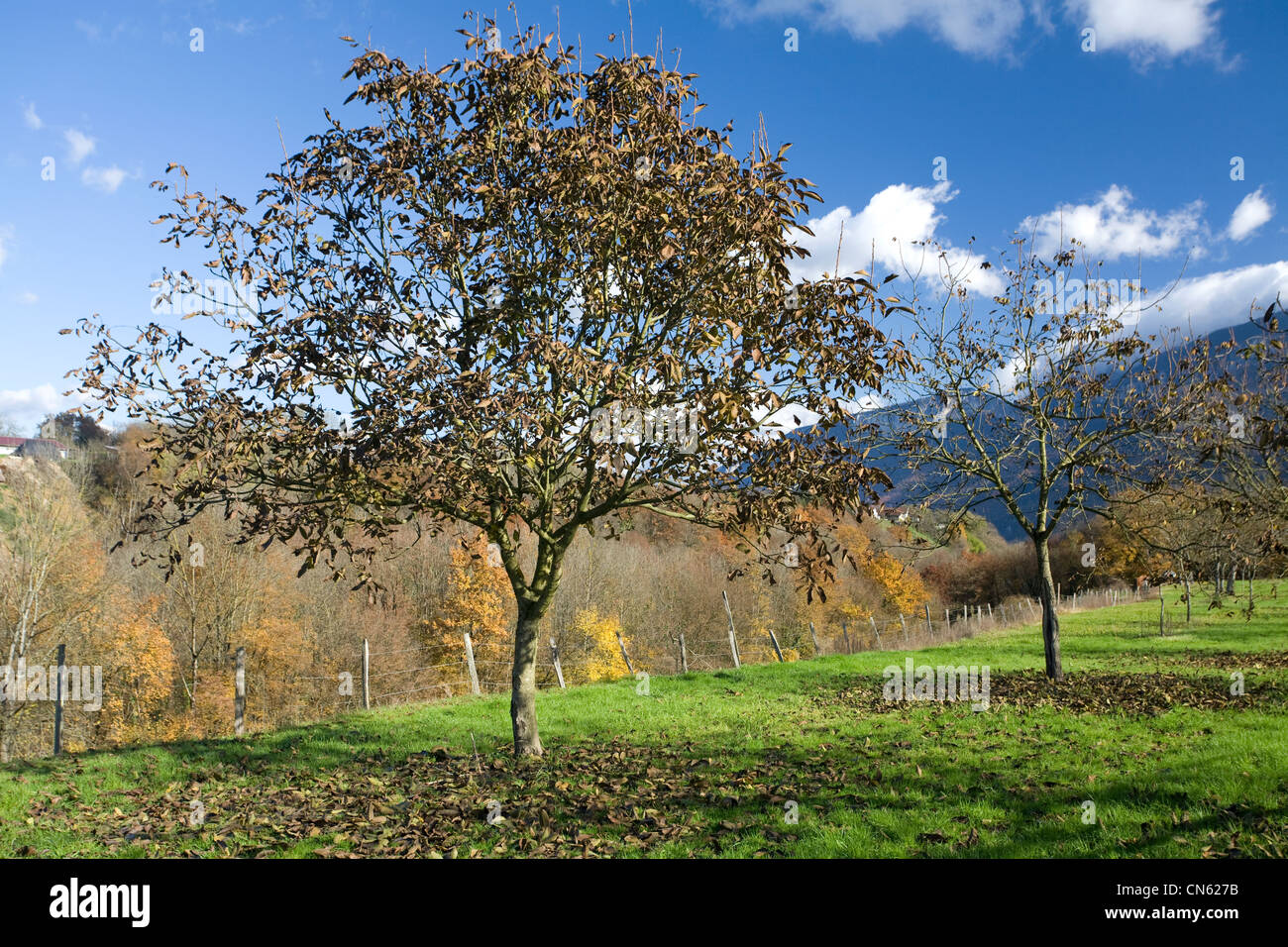 Drowning tree hi-res stock photography and images - Alamy