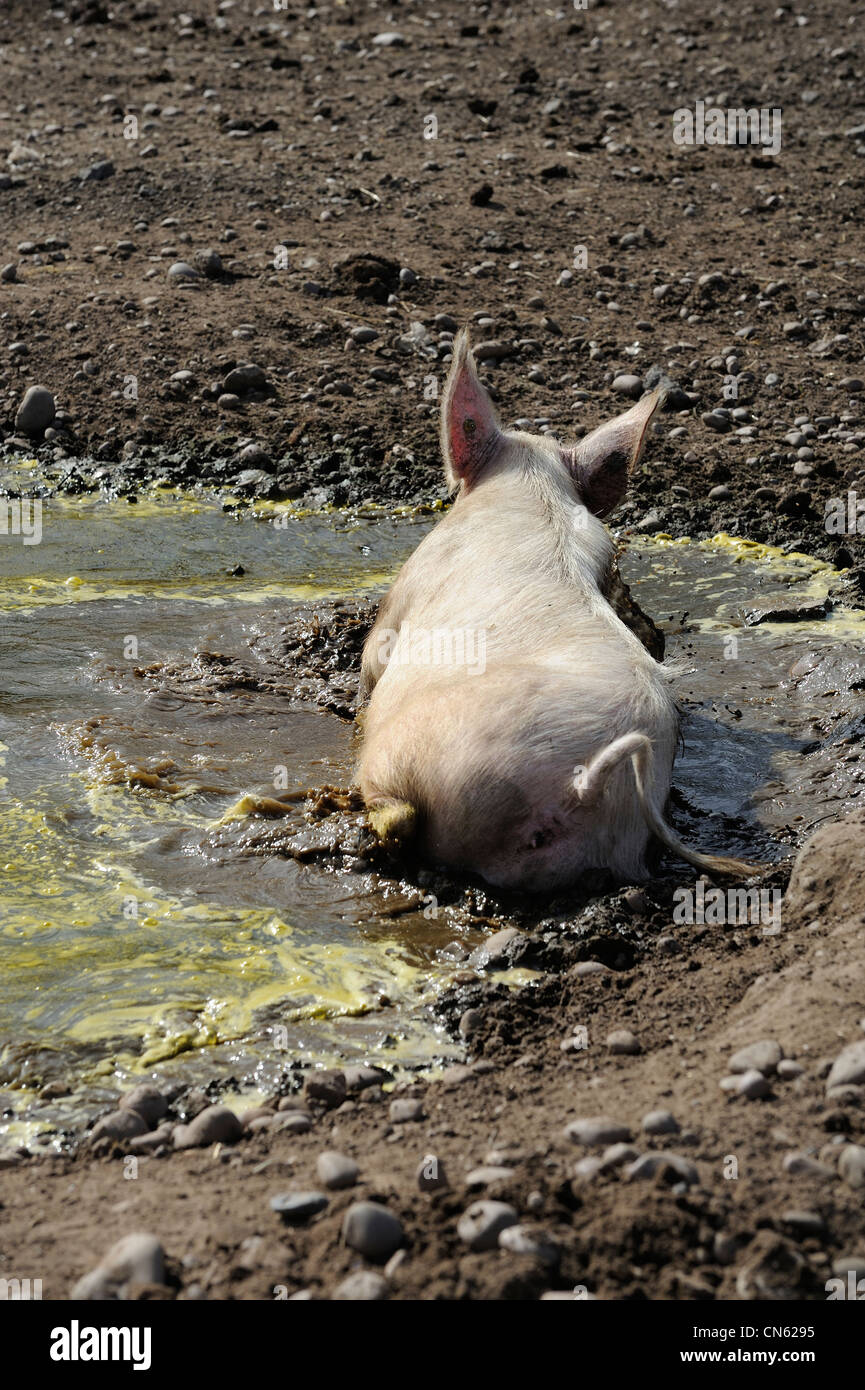 Pig in the water hi-res stock photography and images - Alamy