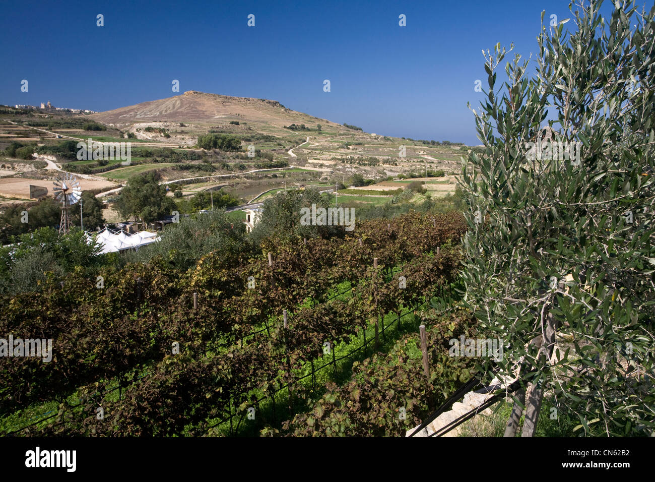 Olive island hi-res stock photography and images - Alamy