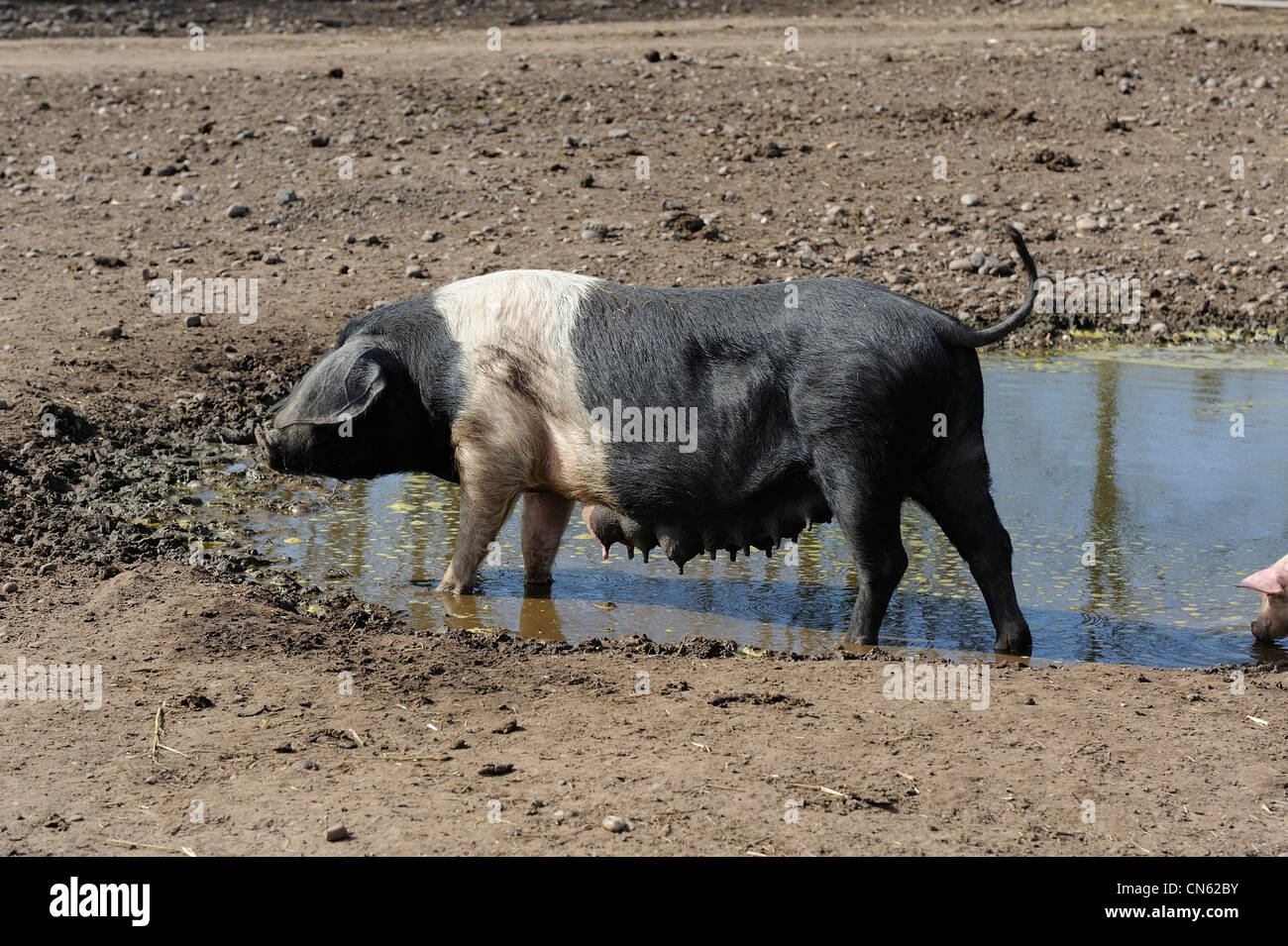 a sow walking through a mud bath pool white post farm nottinghamshire ...