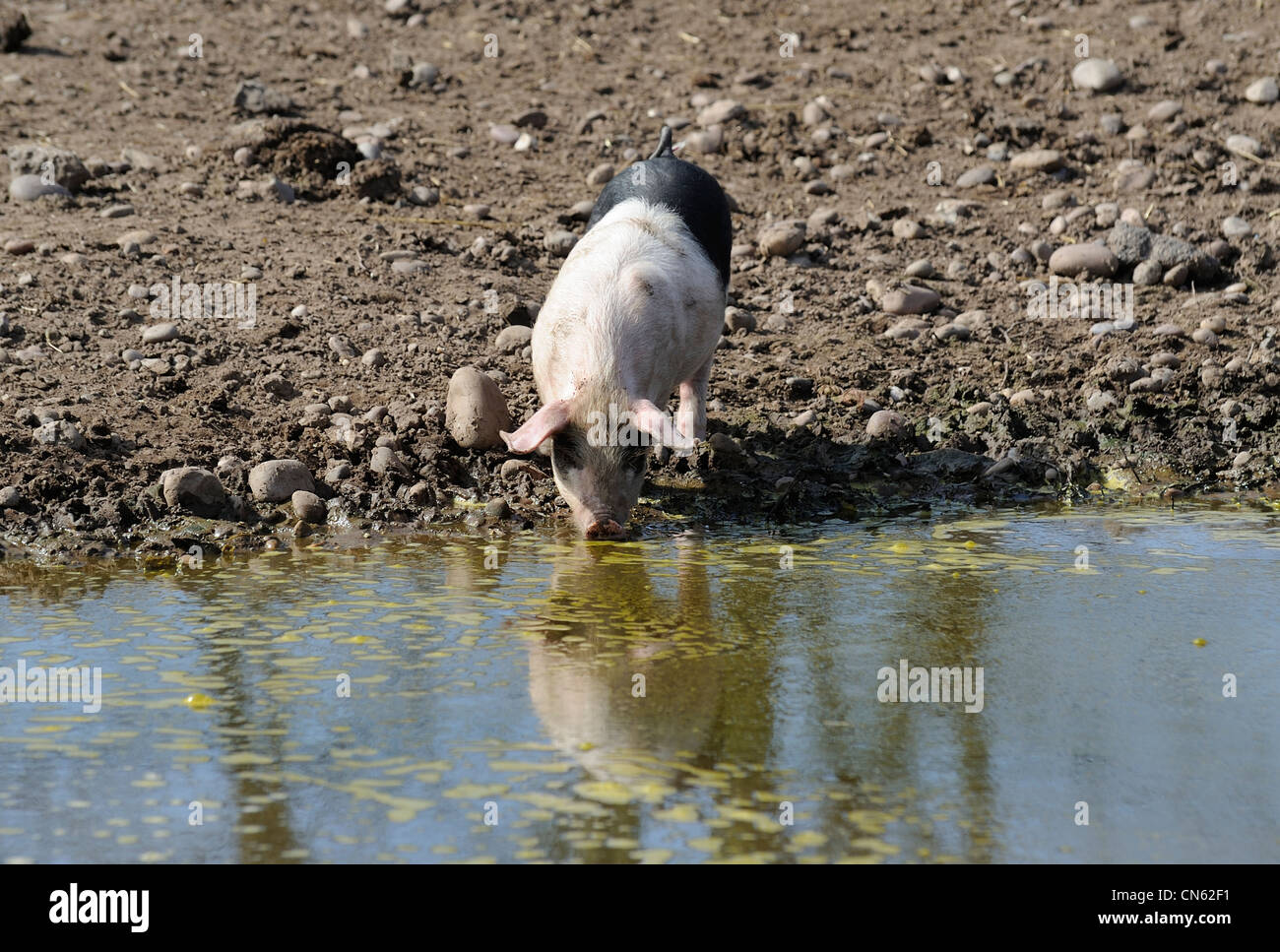 piglet drinking water from a mud bath water pool white post farm ...