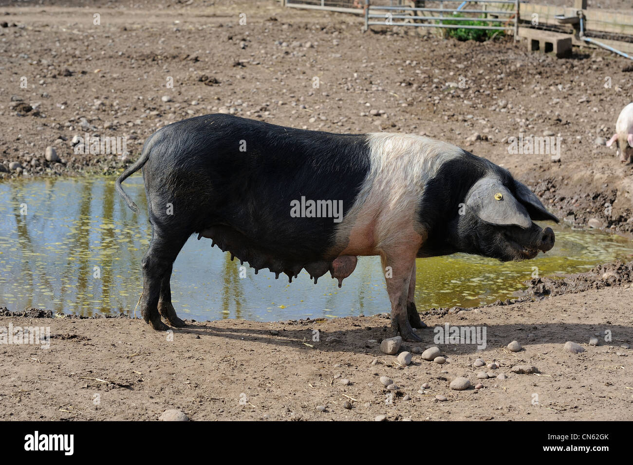 Pig Mud Bath High Resolution Stock Photography and Images - Alamy