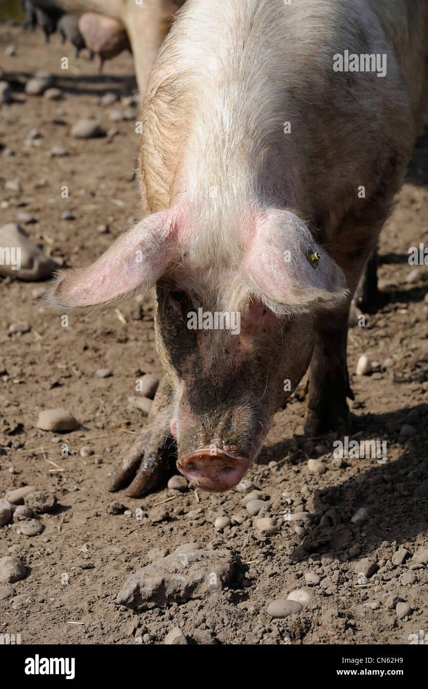 a pig foraging on the ground white post farm nottinghamshire england uk ...