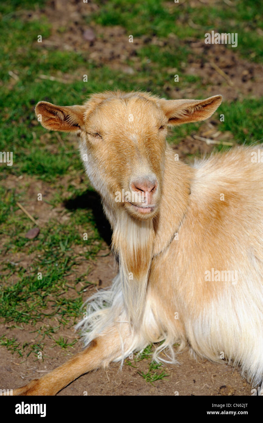 Billy Goat Uk High Resolution Stock Photography and Images - Alamy