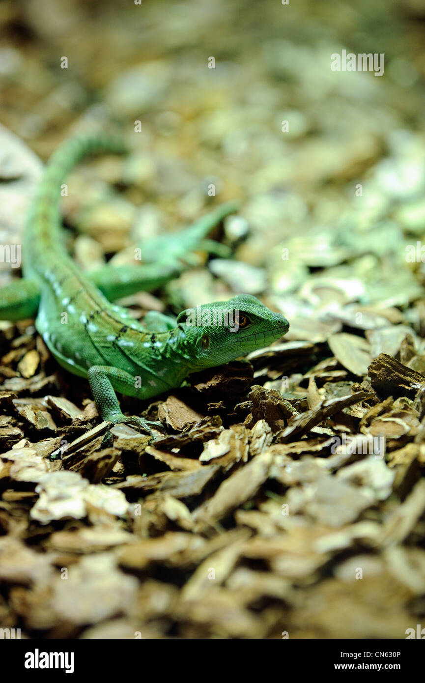 captive green basilisk lizard white post farm nottinghamshire england ...