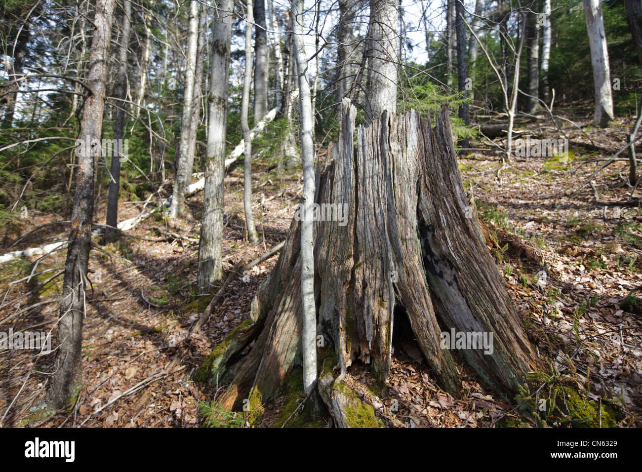 Old tree stump in the Skookumchuck Brook drainage in the White ...