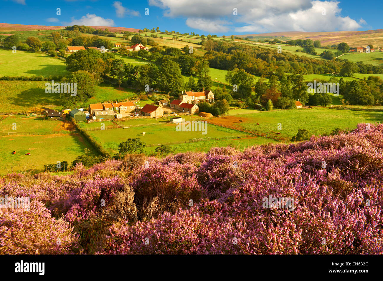 Heather blooming on the Eskdale valley moor. Castleton , Eskdale, North ...