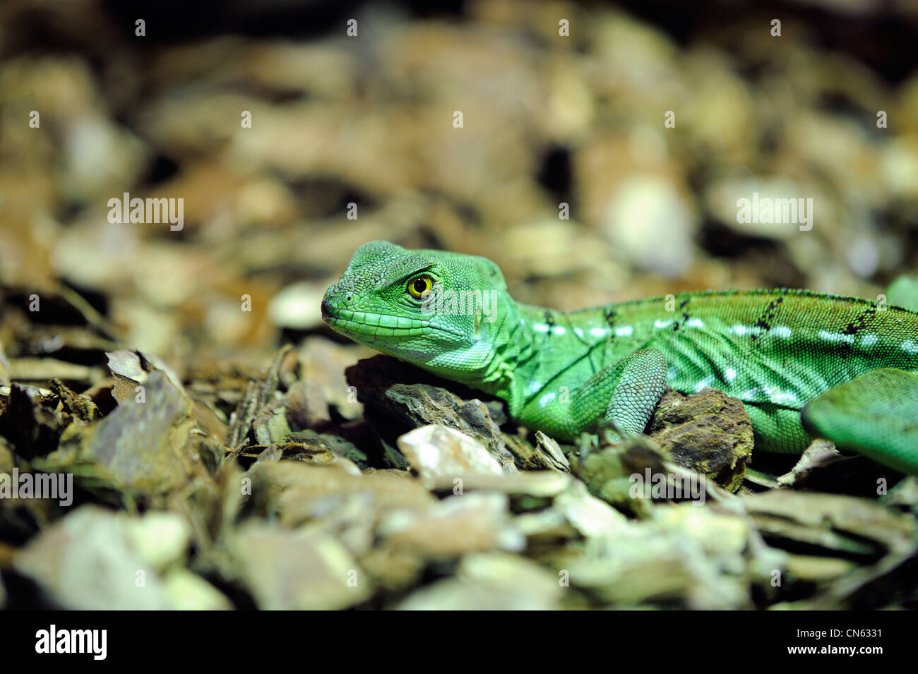 Basilisk lizard hi-res stock photography and images - Alamy