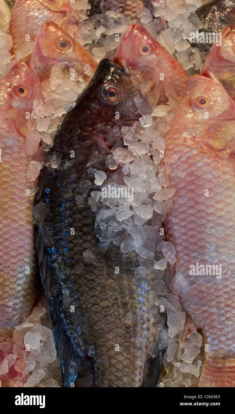 Fish store in chinatown hi-res stock photography and images - Alamy